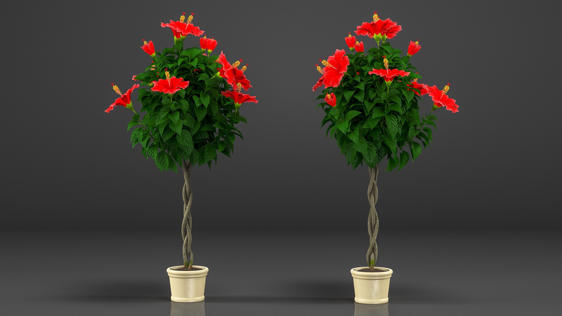 3D model braided hibiscus plant red - TurboSquid 1655170