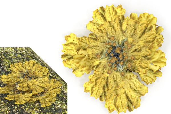 3D Moss Models | TurboSquid