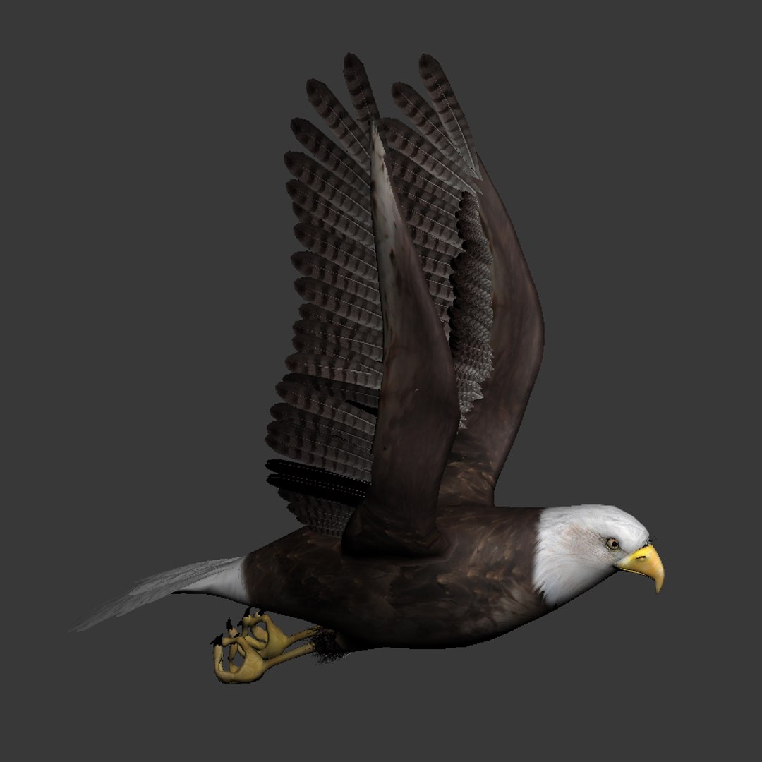 Eagle Flight Flying Animation 3d Model