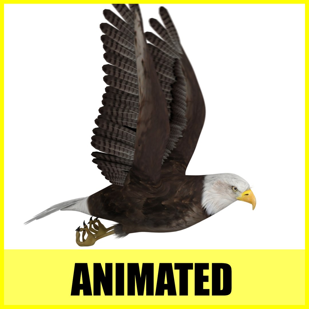 Eagle Flight Flying Animation 3d Model
