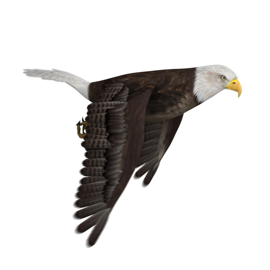 Eagle Flight Flying Animation 3d Model