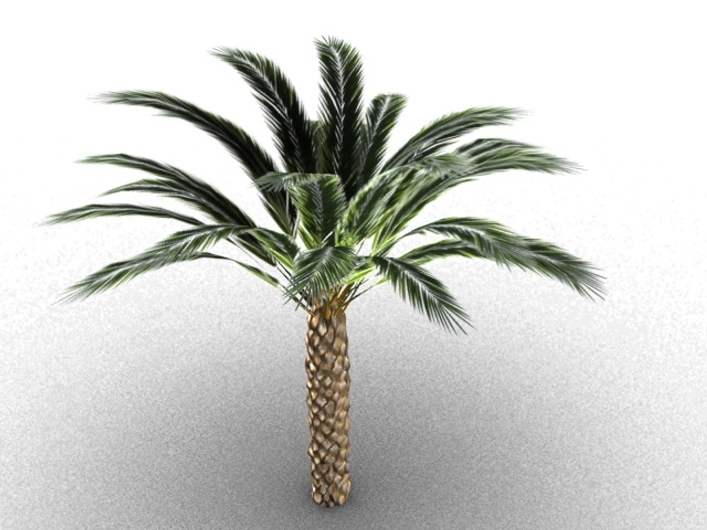 3D palm tree - TurboSquid 1321200