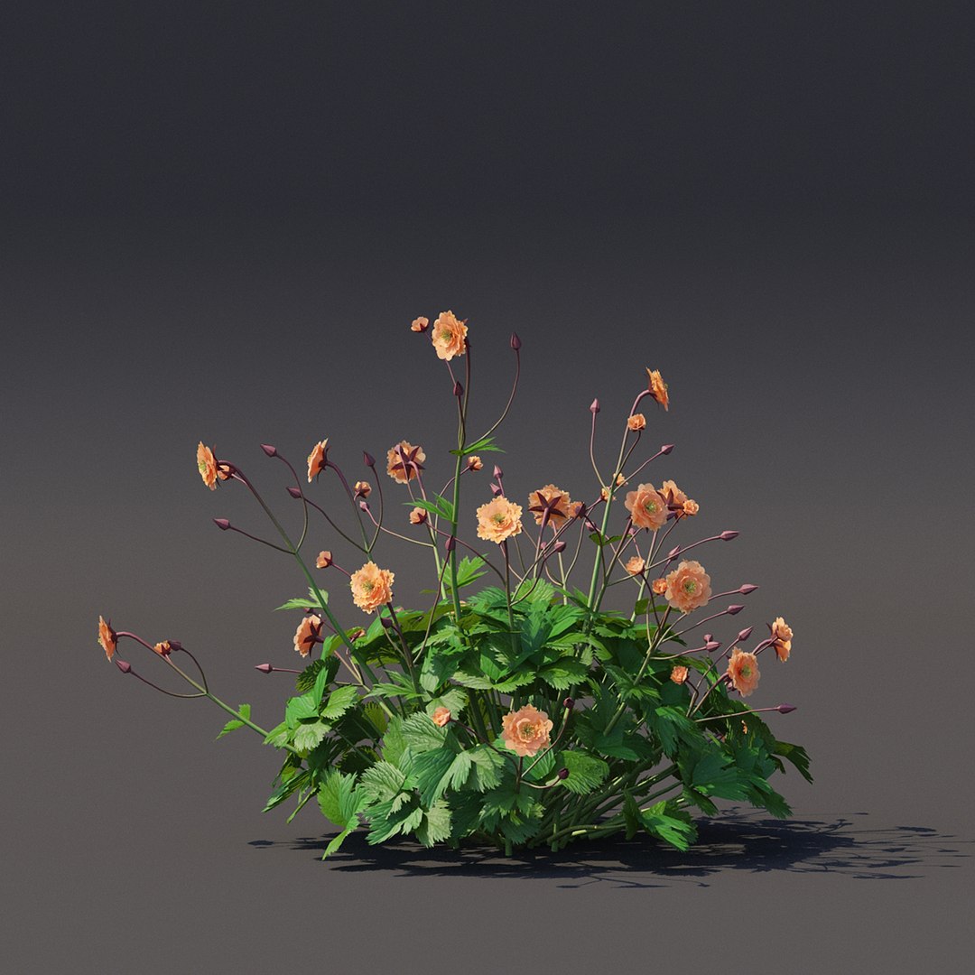 3D Geum Chiloense Mai Tai Model - TurboSquid 1976783