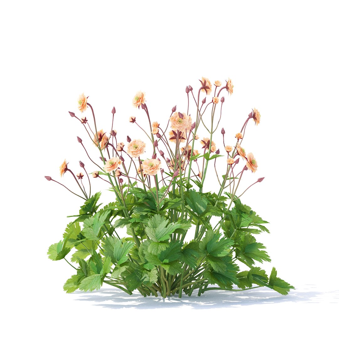 3D Geum Chiloense Mai Tai Model - TurboSquid 1976783