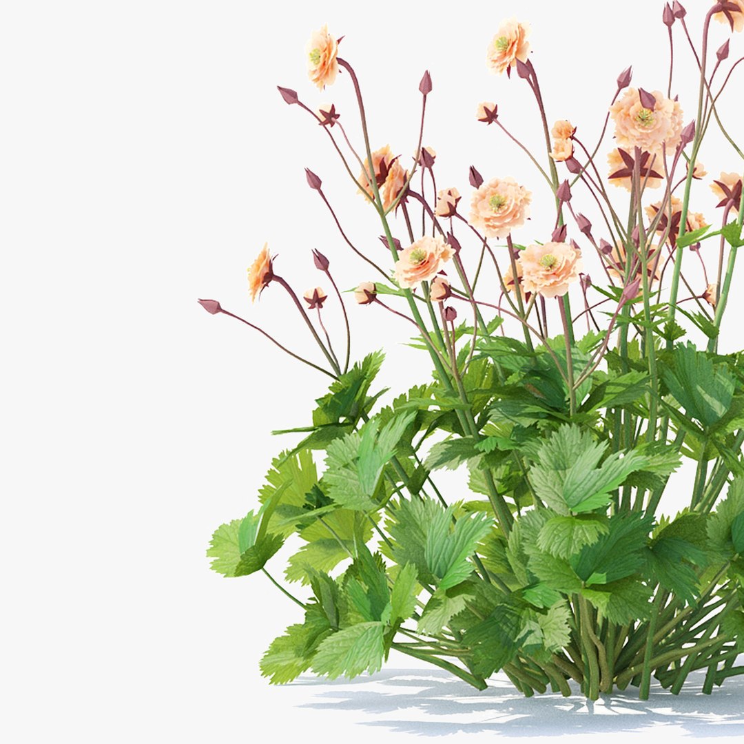 3D Geum Chiloense Mai Tai Model - TurboSquid 1976783