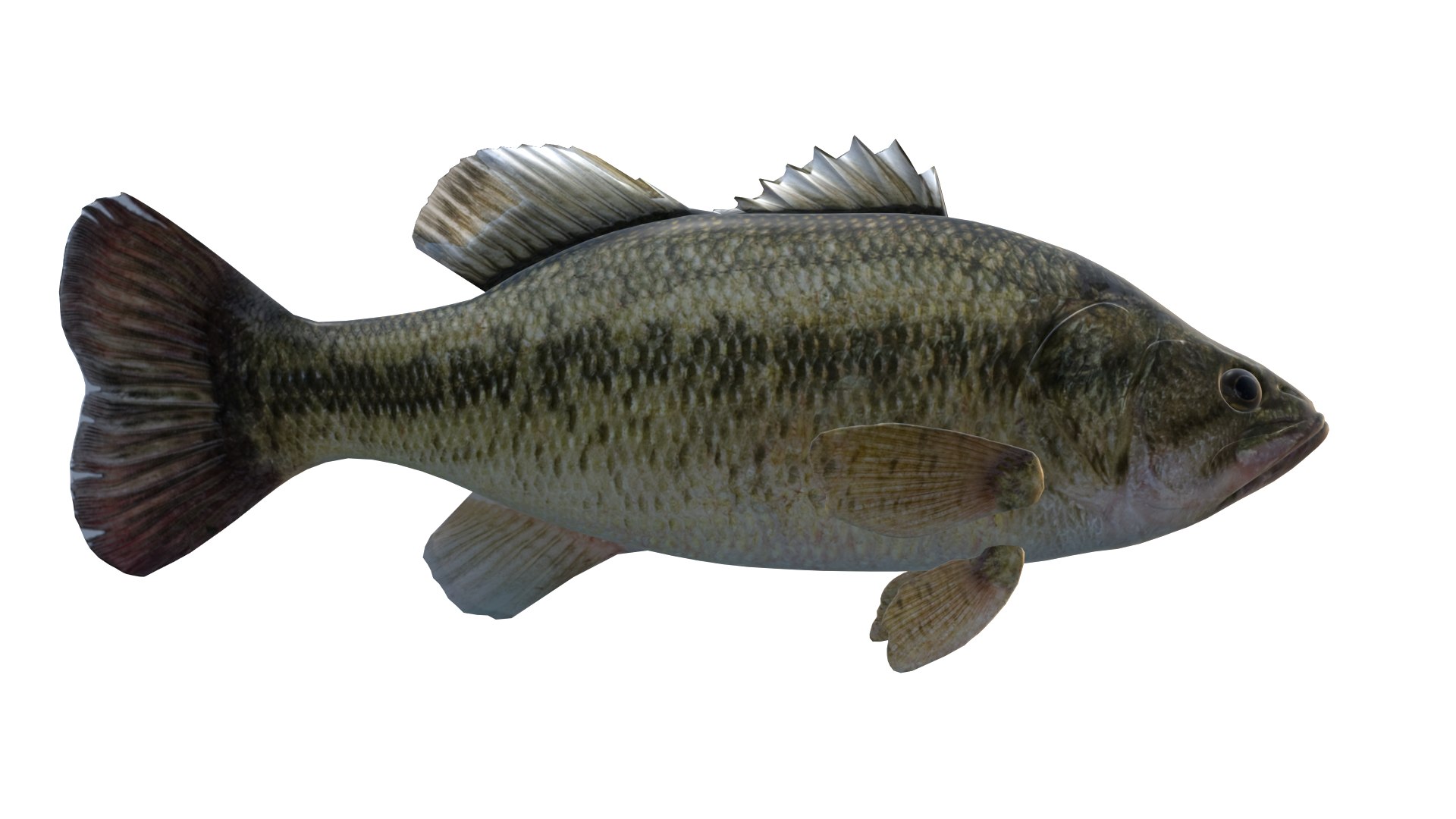 Largemouth Bass Fish 3D Model Model - TurboSquid 2313616