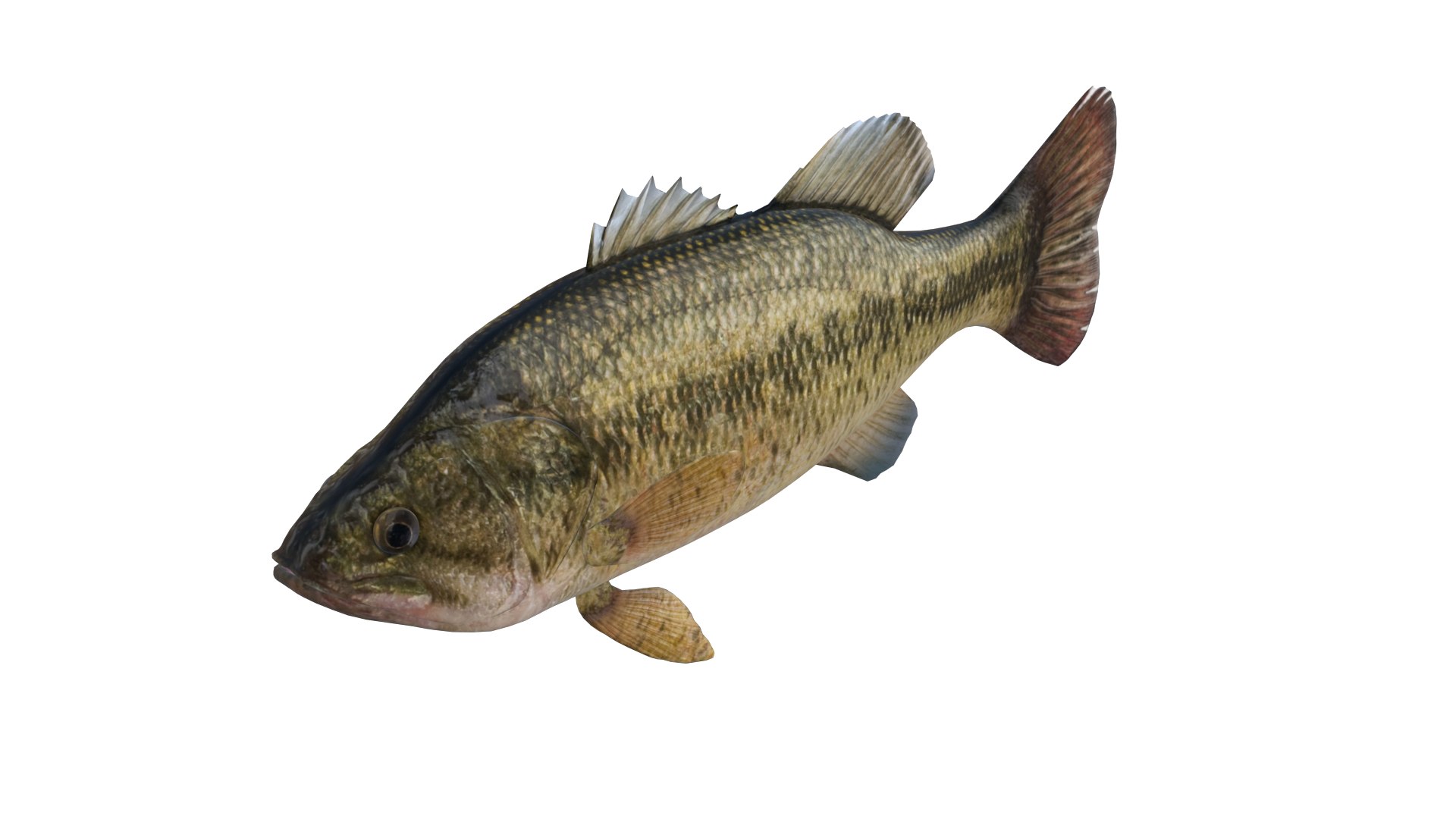 Largemouth Bass Fish 3D Model Model - TurboSquid 2313616