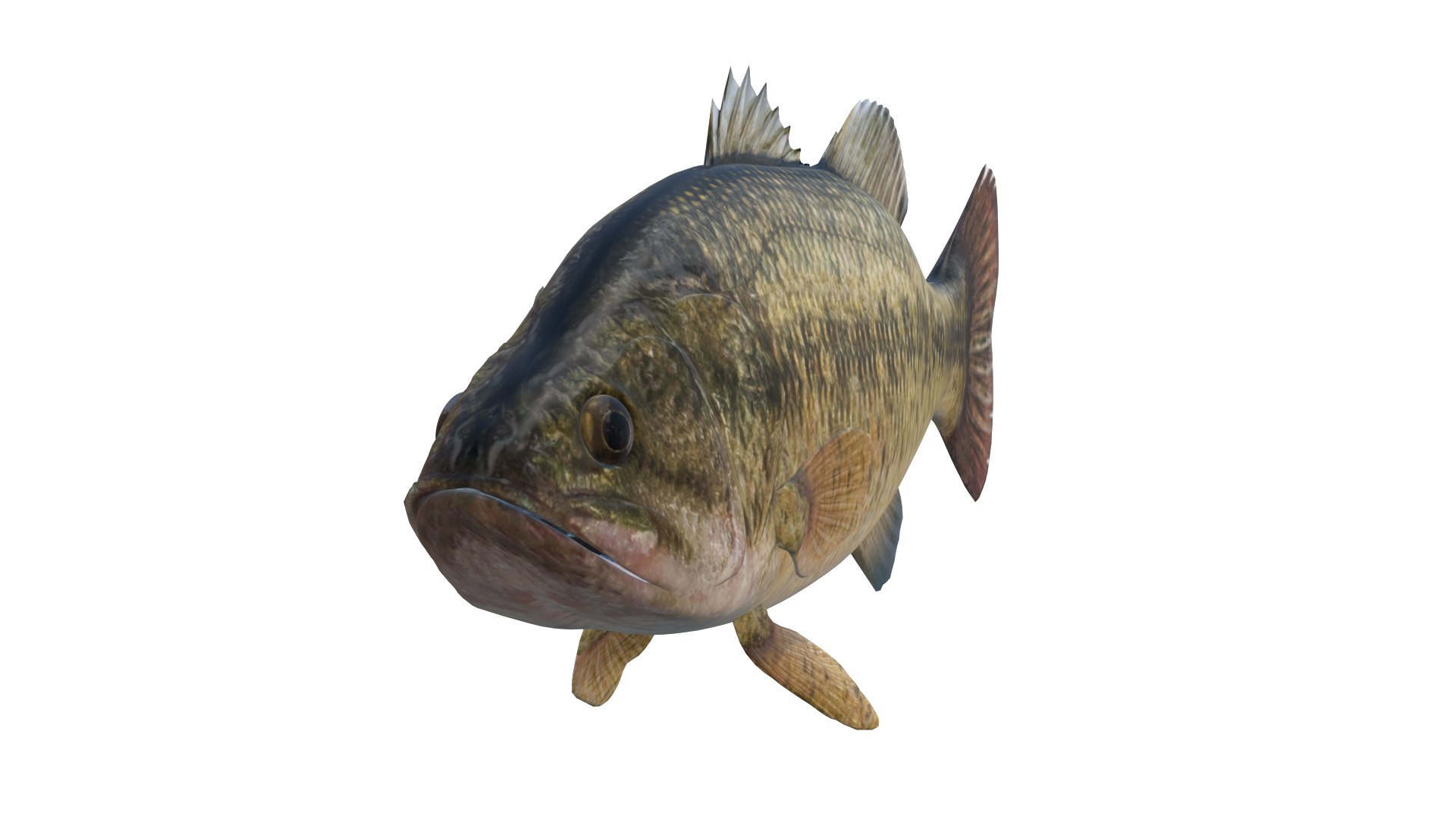 Largemouth Bass Fish 3D Model Model - TurboSquid 2313616