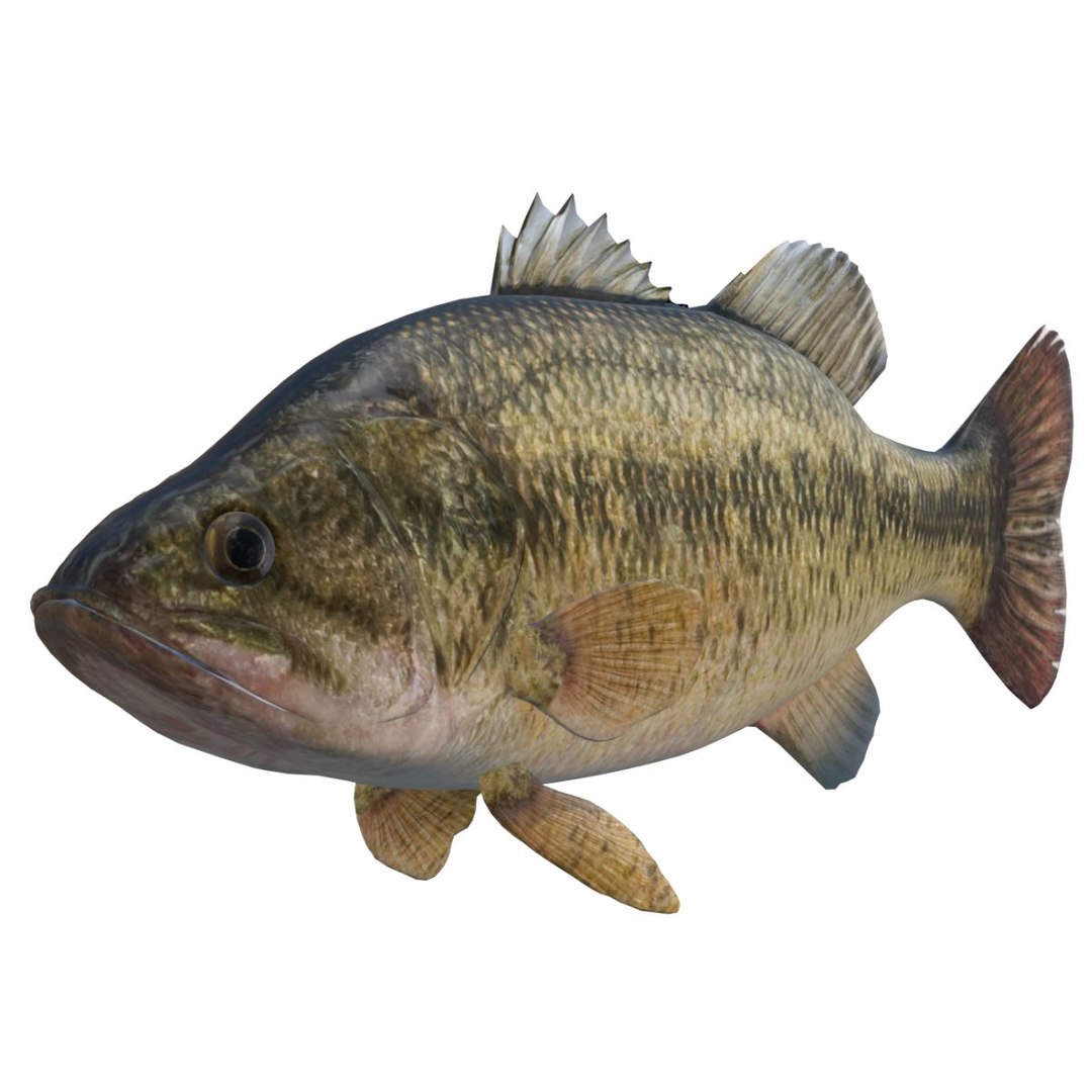 Largemouth Bass Fish 3D Model Model - TurboSquid 2313616