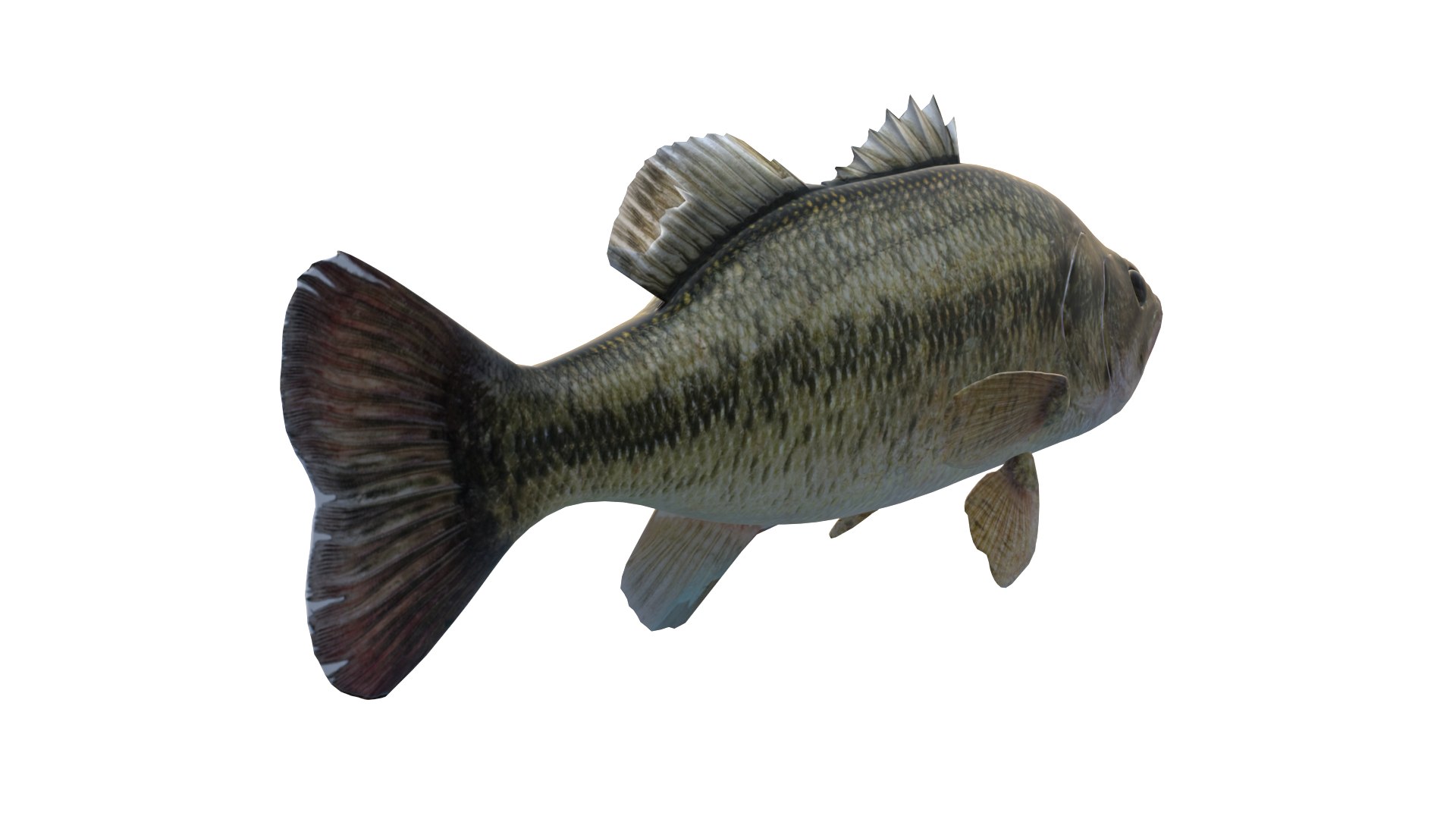 Largemouth Bass Fish 3D Model Model - TurboSquid 2313616