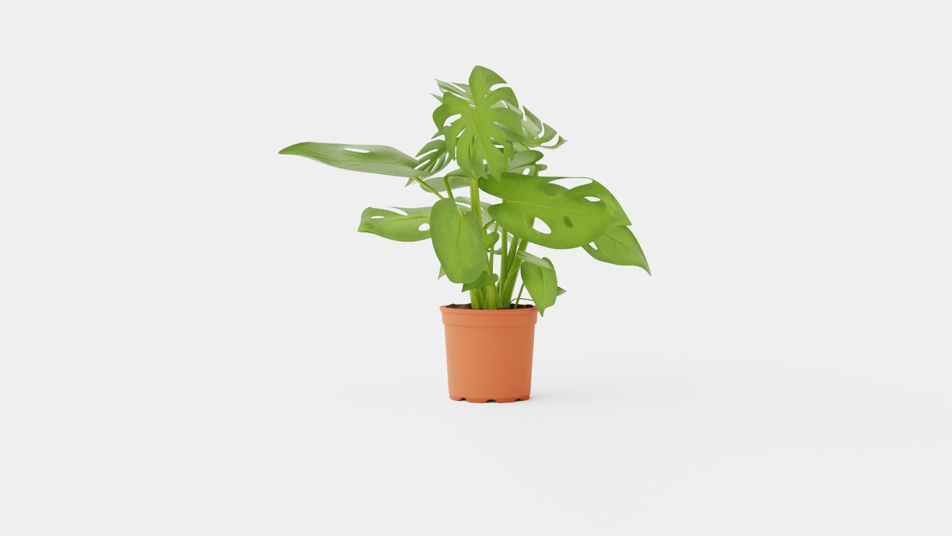 Collection Of Houseplants - 5 Models 3D - TurboSquid 2261739