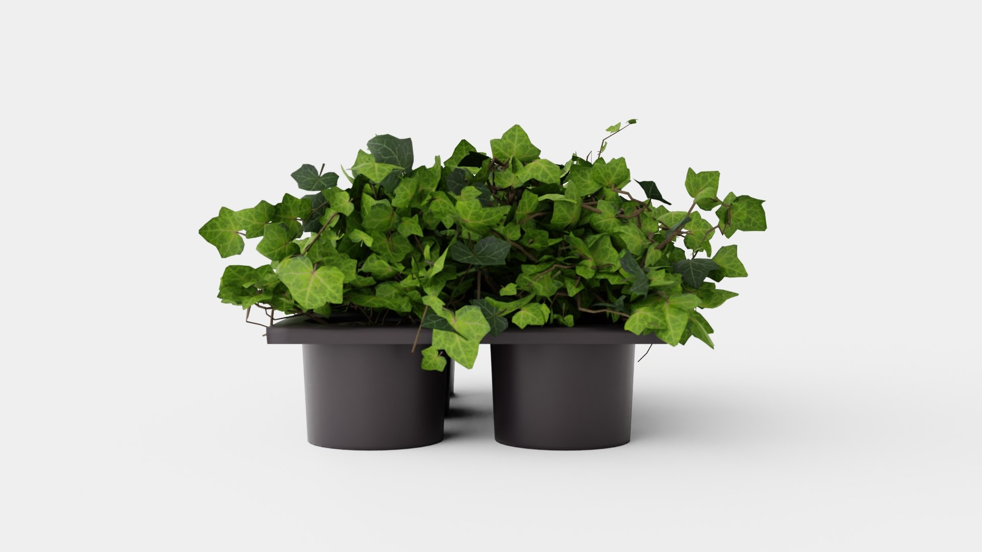 Collection Of Houseplants - 5 Models 3D - TurboSquid 2261739