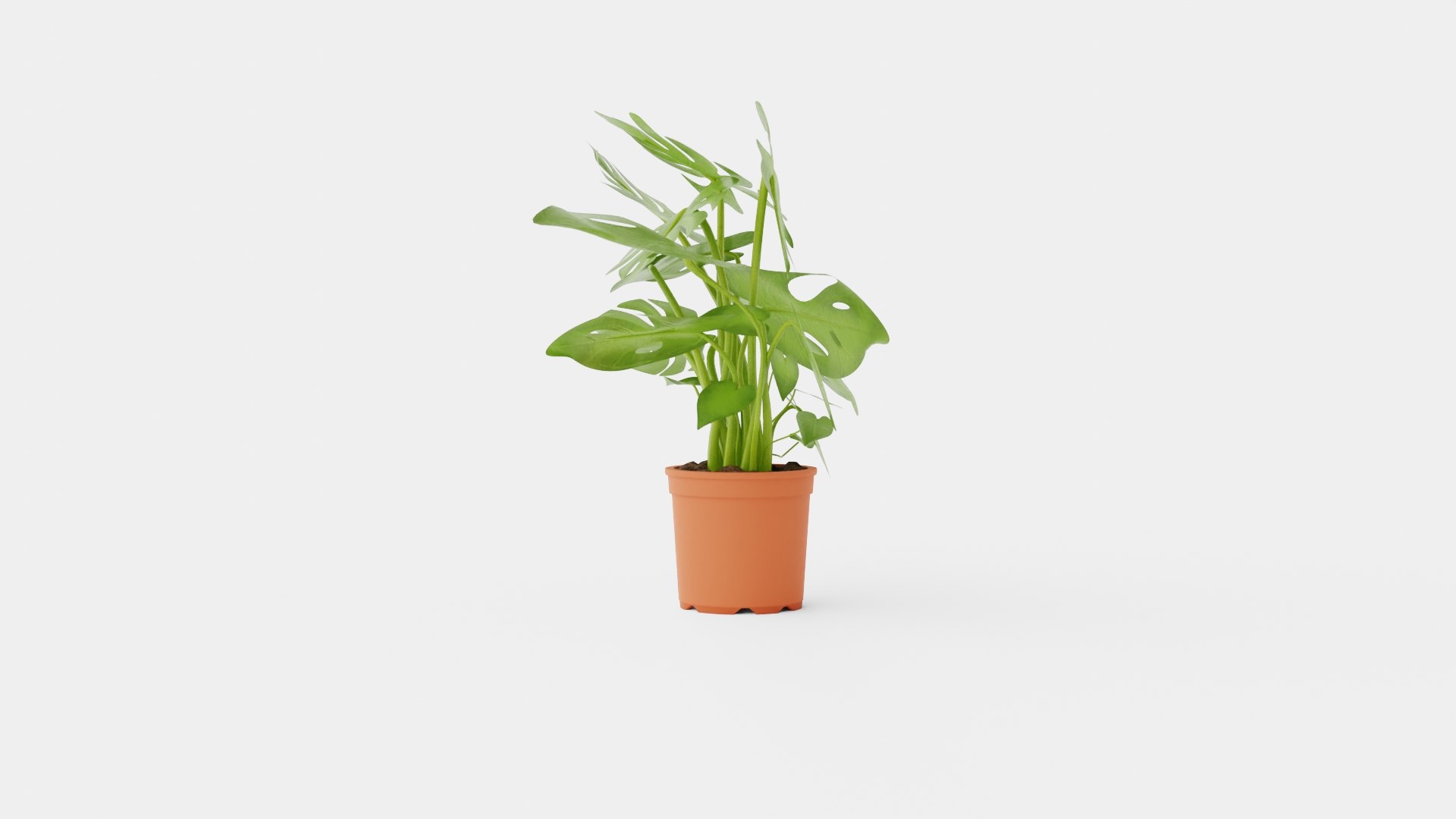 Collection Of Houseplants - 5 Models 3D - TurboSquid 2261739
