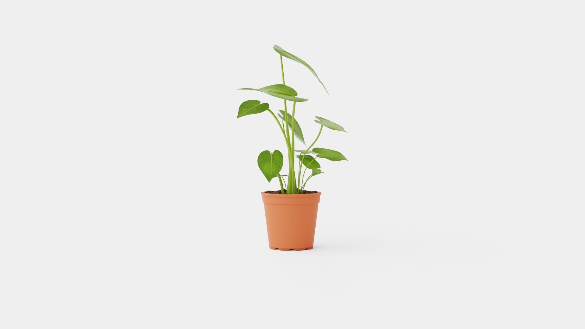 Collection Of Houseplants - 5 Models 3D - TurboSquid 2261739