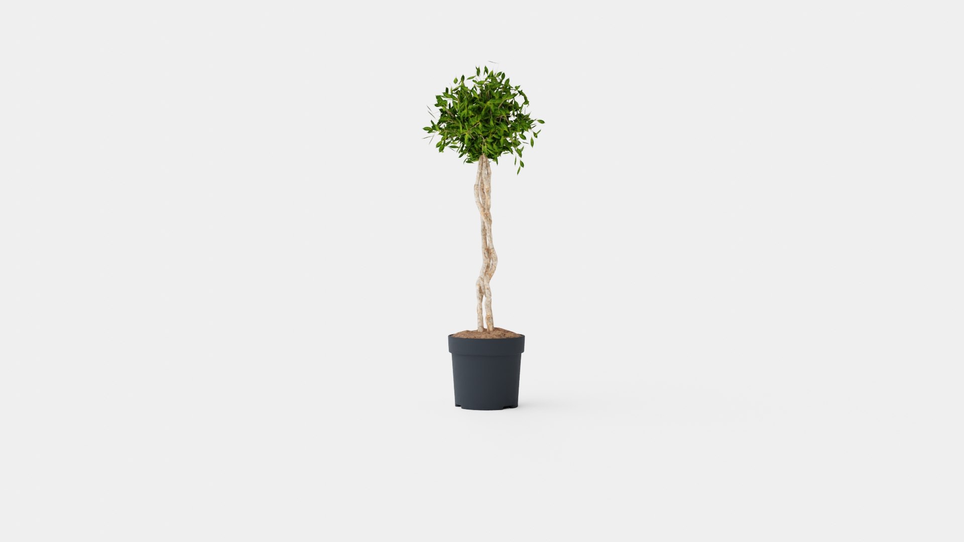 Collection Of Houseplants - 5 Models 3D - TurboSquid 2261739
