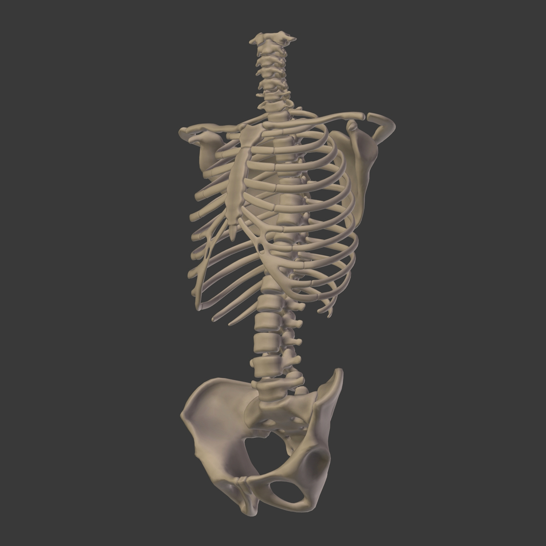 modelo 3d Esqueleto humano - TurboSquid 1358705