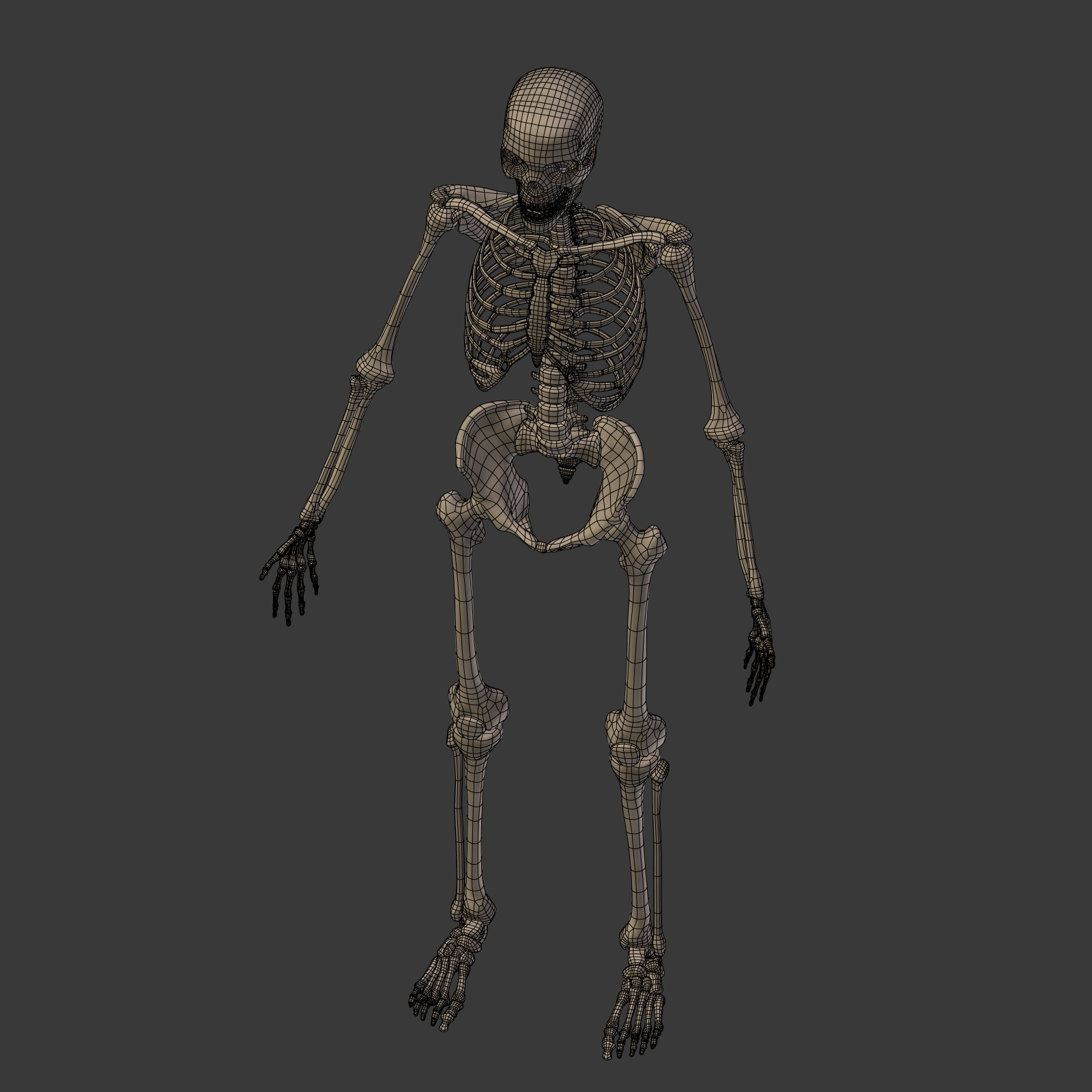 modelo 3d Esqueleto humano - TurboSquid 1358705