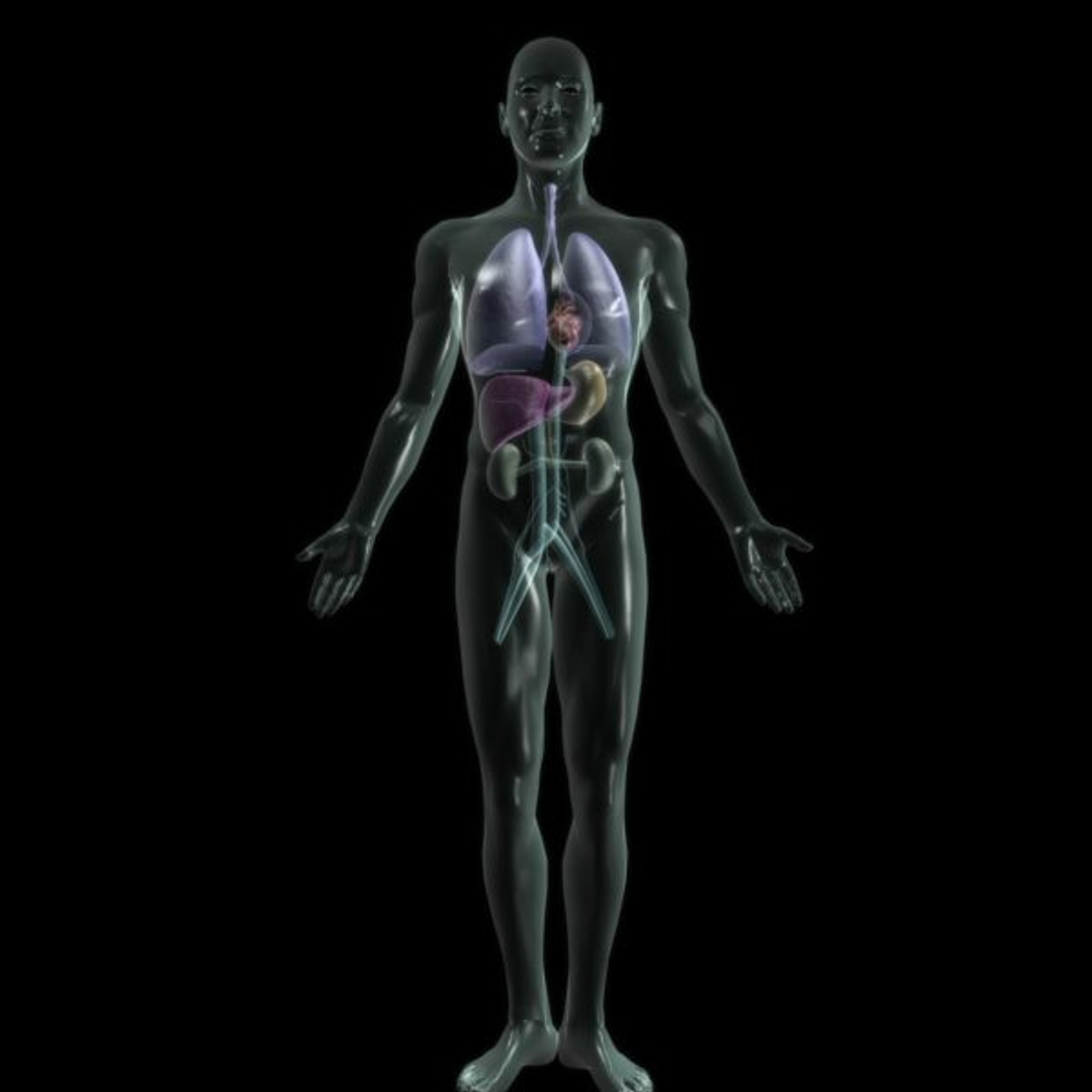 3d human internal model