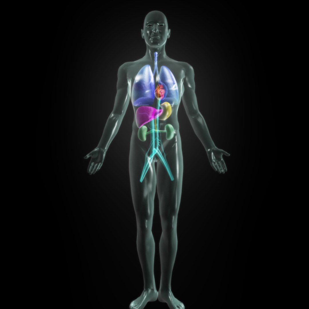 3d human internal model
