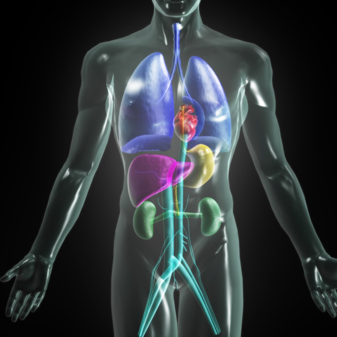 3d human internal model