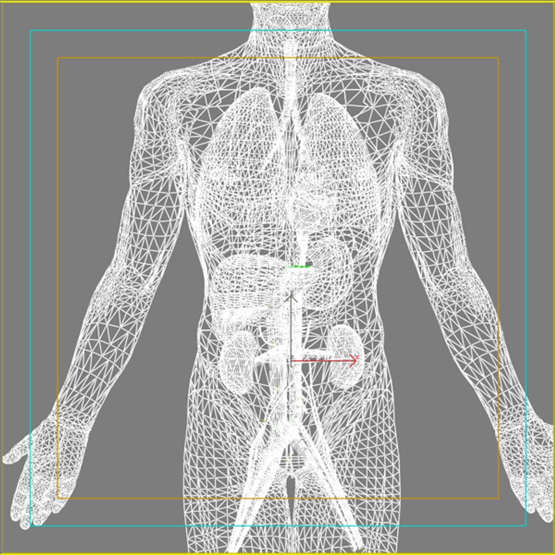 3d human internal model