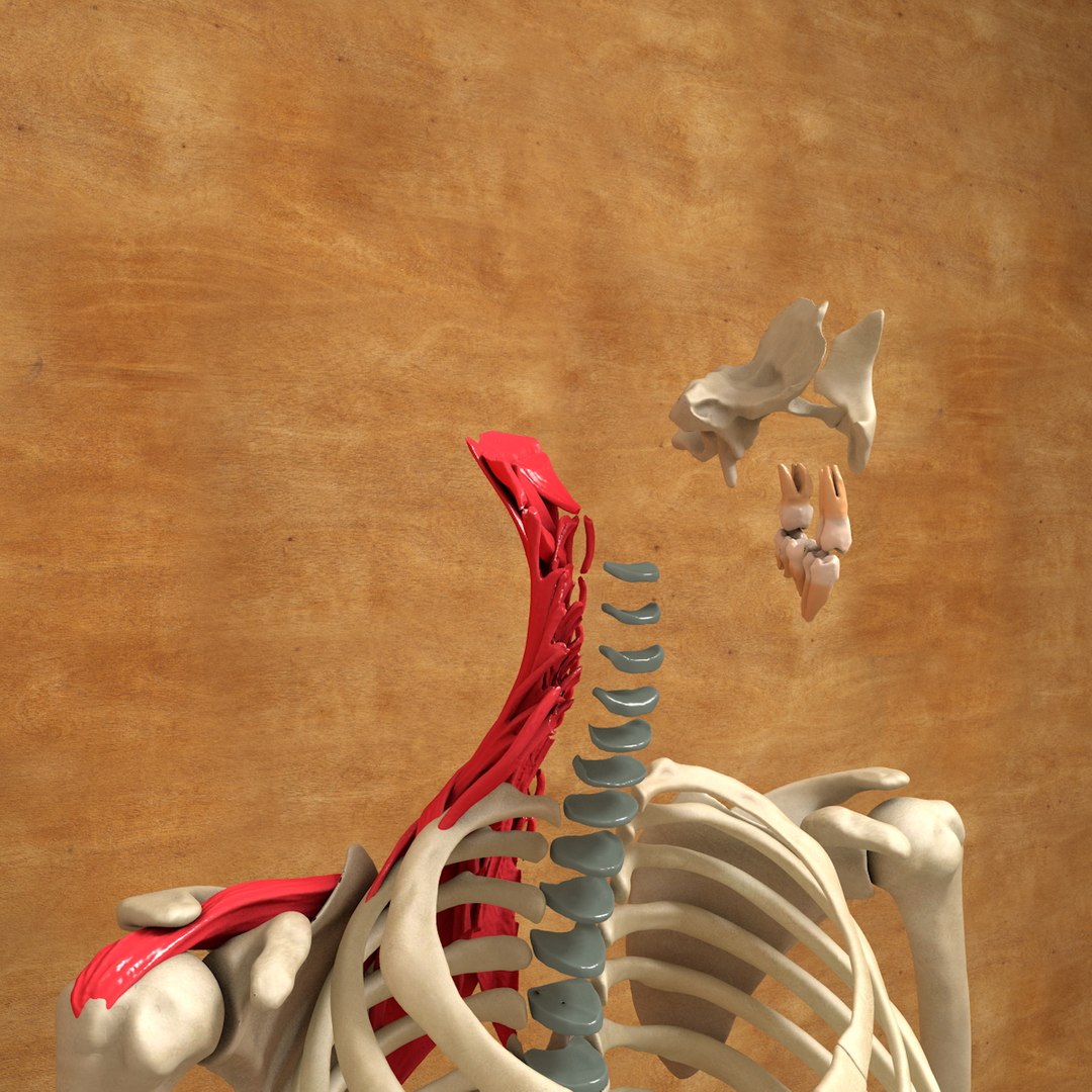 3ds max human face neck muscles