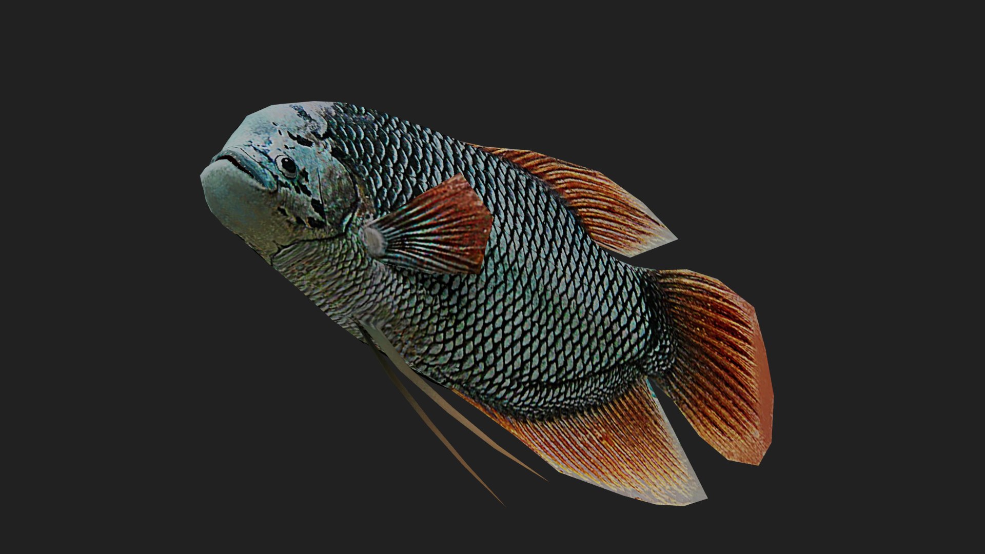 Bass Fish 3D Model - TurboSquid 2123256
