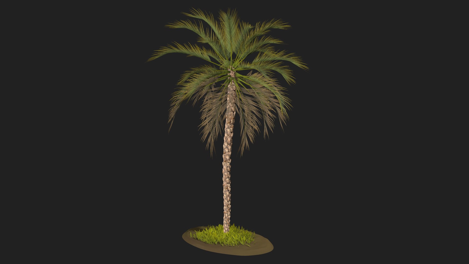 Palm Tree R10 model - TurboSquid 2054020