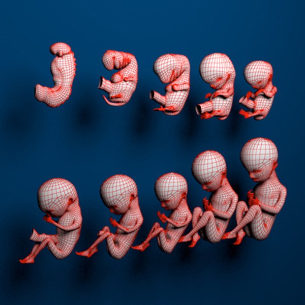 human embryo development 3d obj