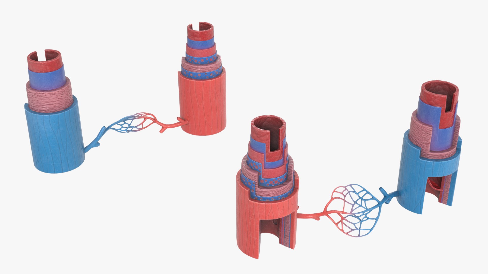 3D Blood Vessels Anatomy In Section Model - TurboSquid 2389400