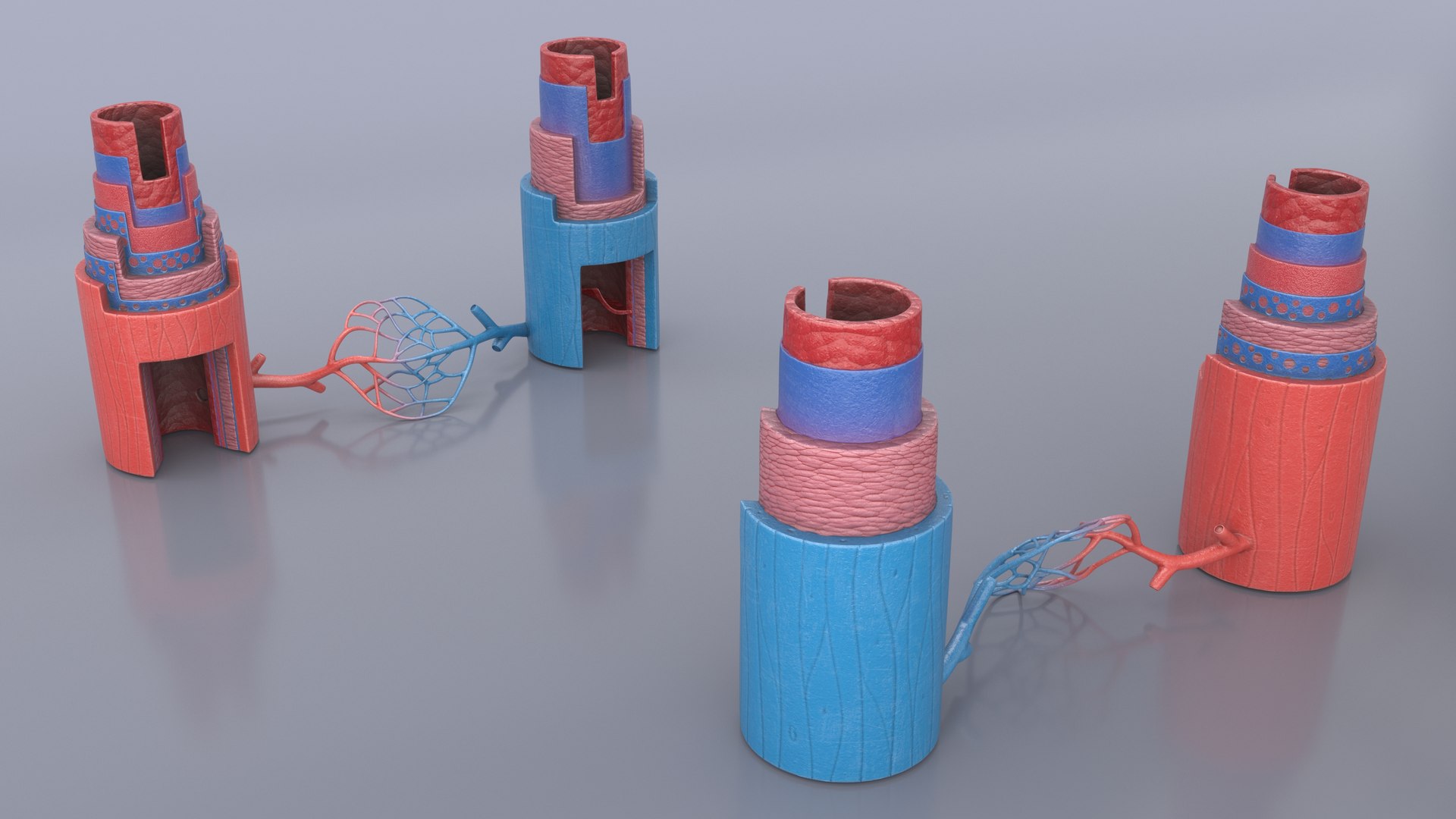 3D Blood Vessels Anatomy In Section Model - TurboSquid 2389400