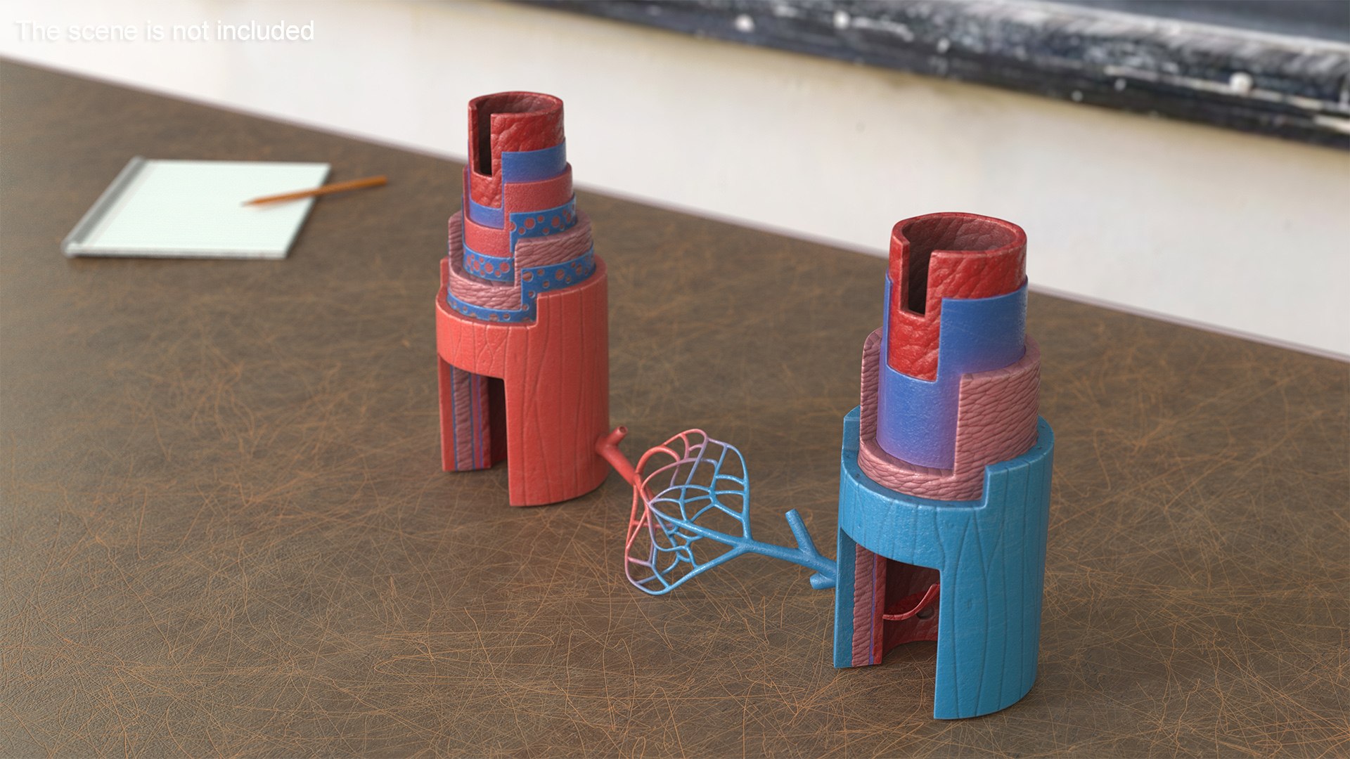 3D Blood Vessels Anatomy In Section Model - TurboSquid 2389400