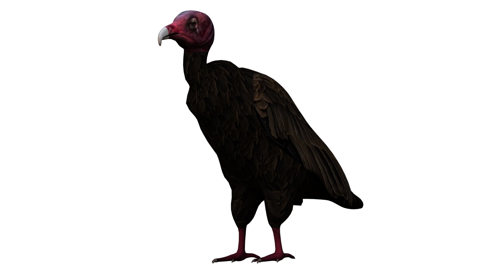 Vulture Bird Rigged 3D - TurboSquid 1652683