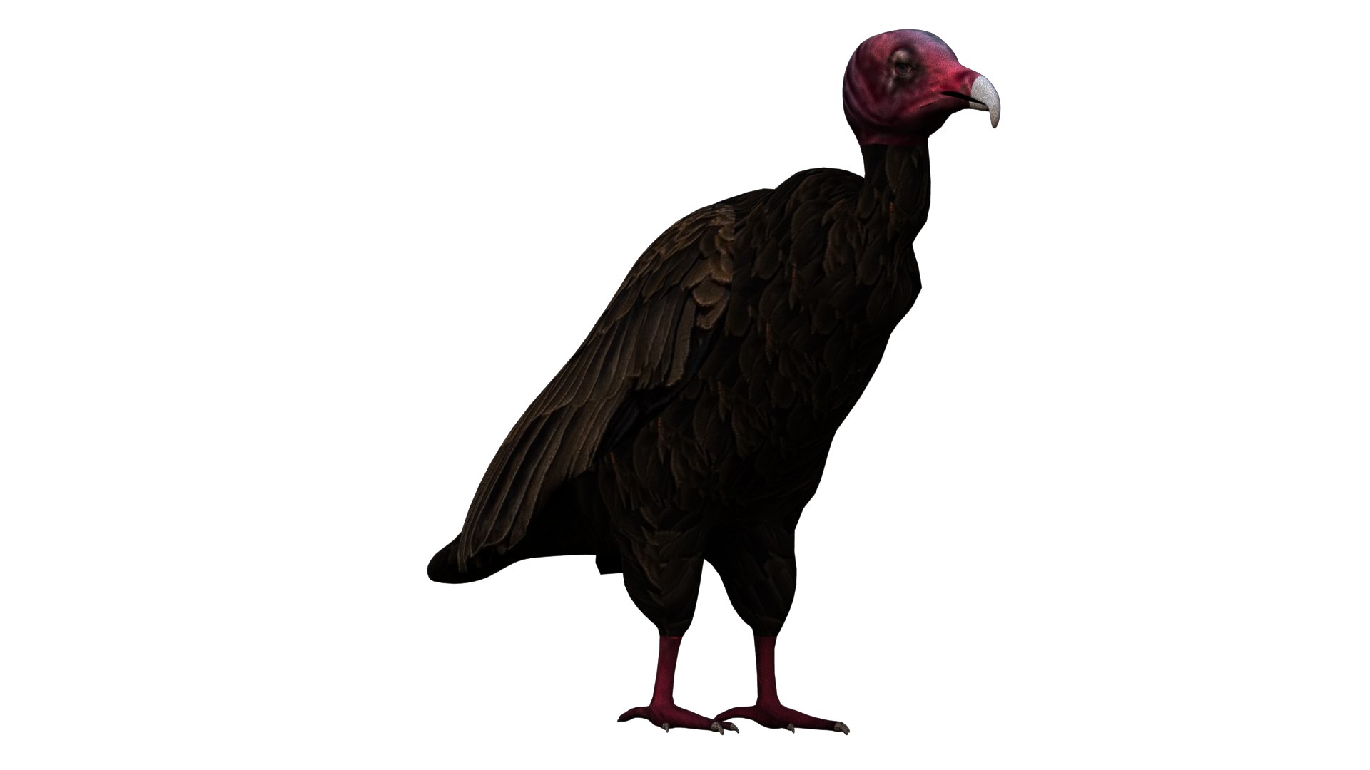 Vulture Bird Rigged 3D - TurboSquid 1652683