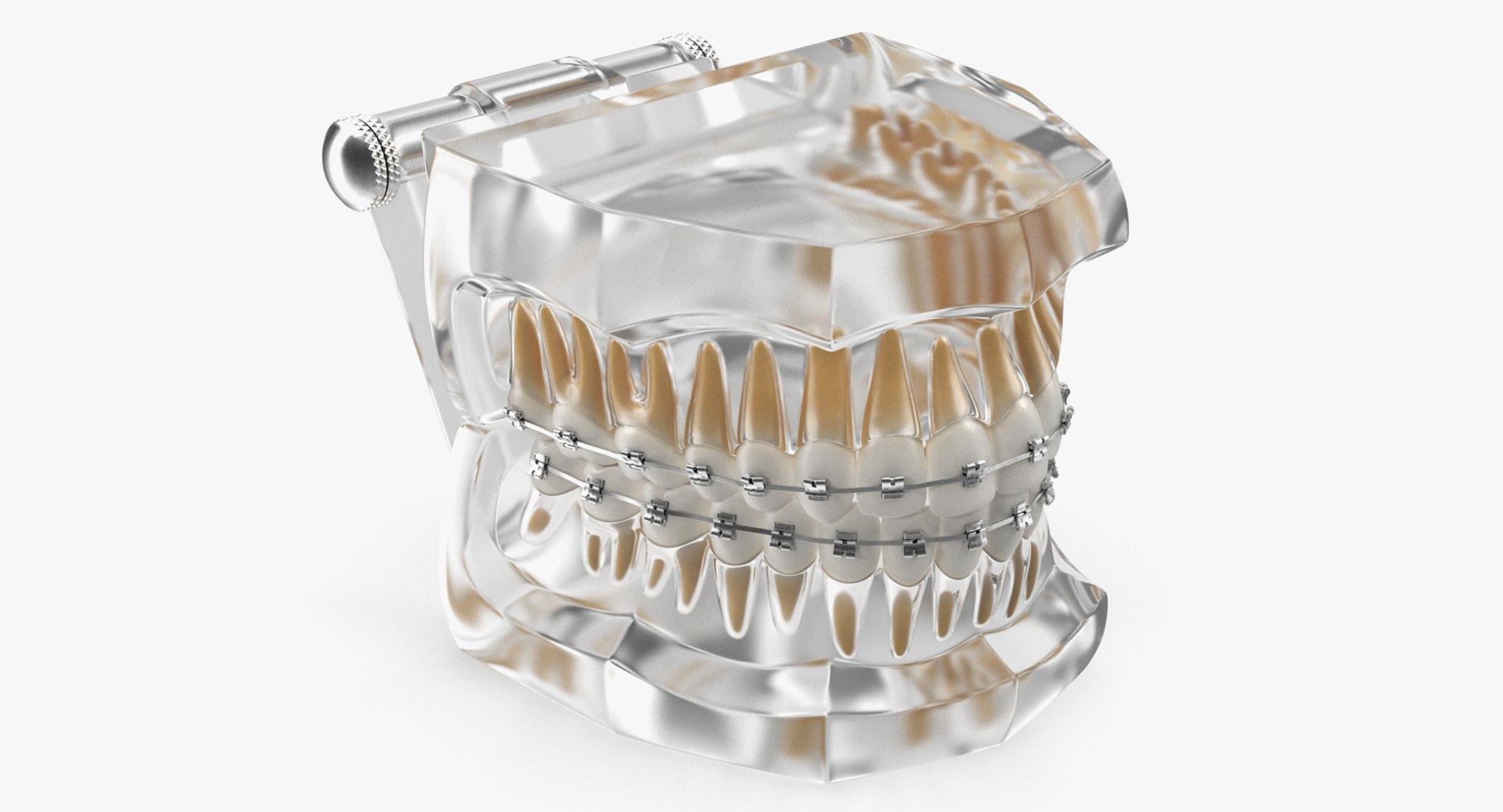 Transparent dental typodont teeth 3D model - TurboSquid 1289769