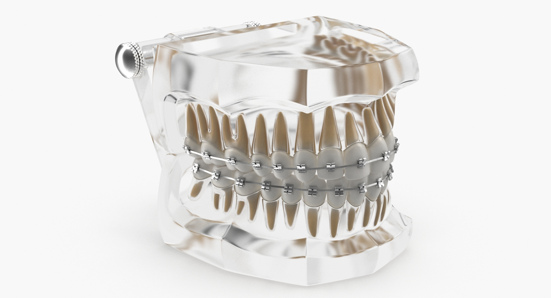 Transparent dental typodont teeth 3D model - TurboSquid 1289769