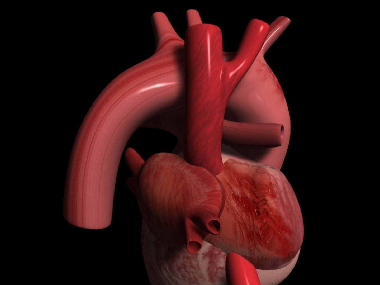3d Model Of Atrium Ventricle Pulmonary