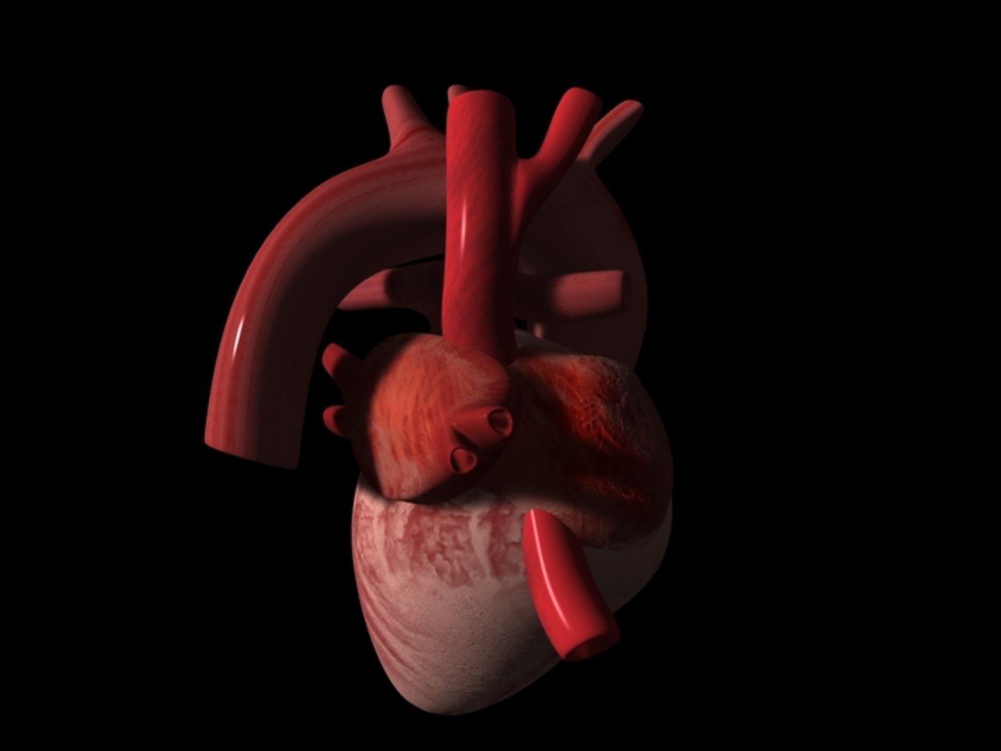 3d Model Of Atrium Ventricle Pulmonary