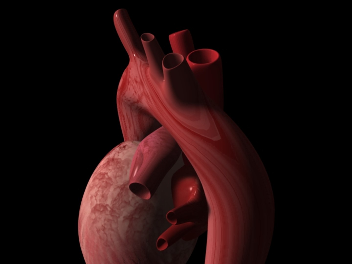 3d Model Of Atrium Ventricle Pulmonary