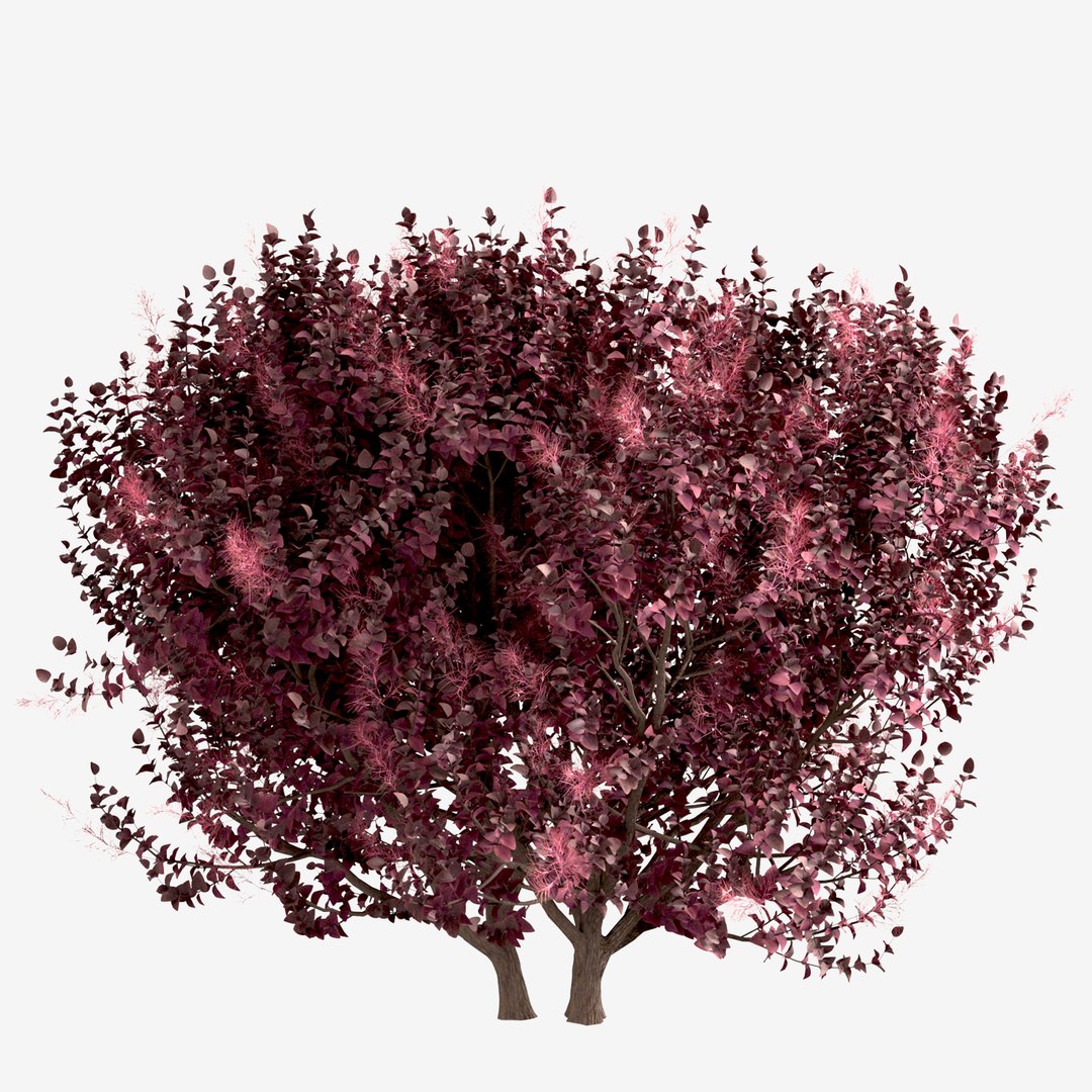 3D Set Of Cotinus Coggygria Or Smoke Tree - 3 Trees Model - TurboSquid ...
