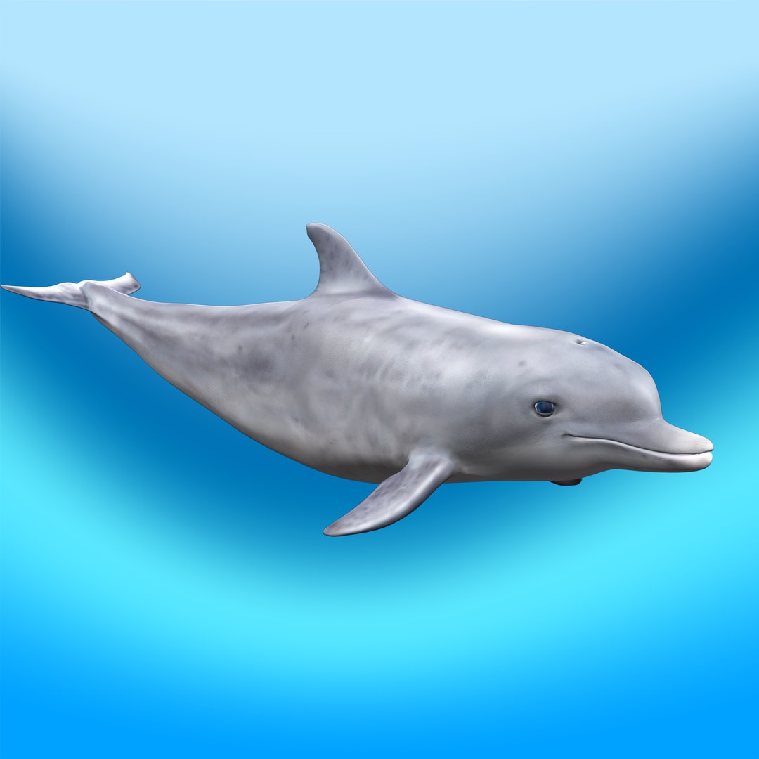 Dolphin Rigged Model - TurboSquid 2305945