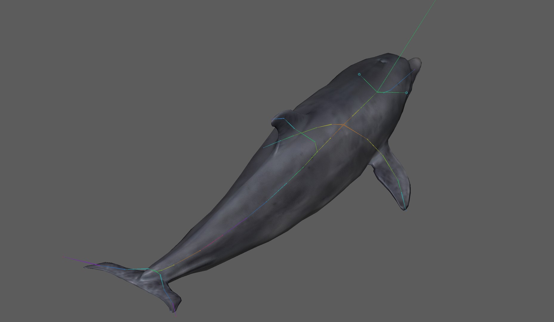 Dolphin Rigged Model - TurboSquid 2305945