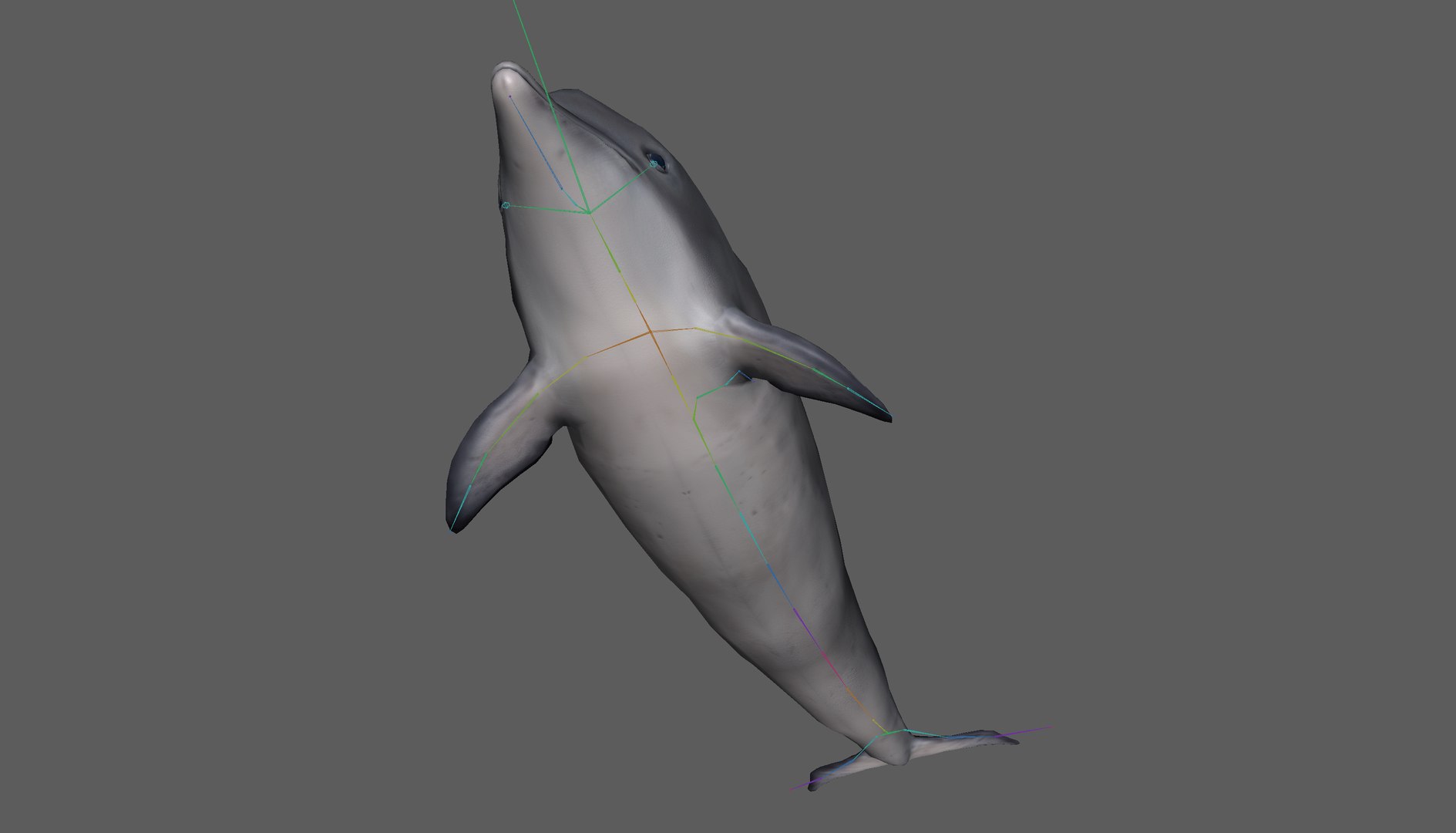 Dolphin Rigged Model - TurboSquid 2305945