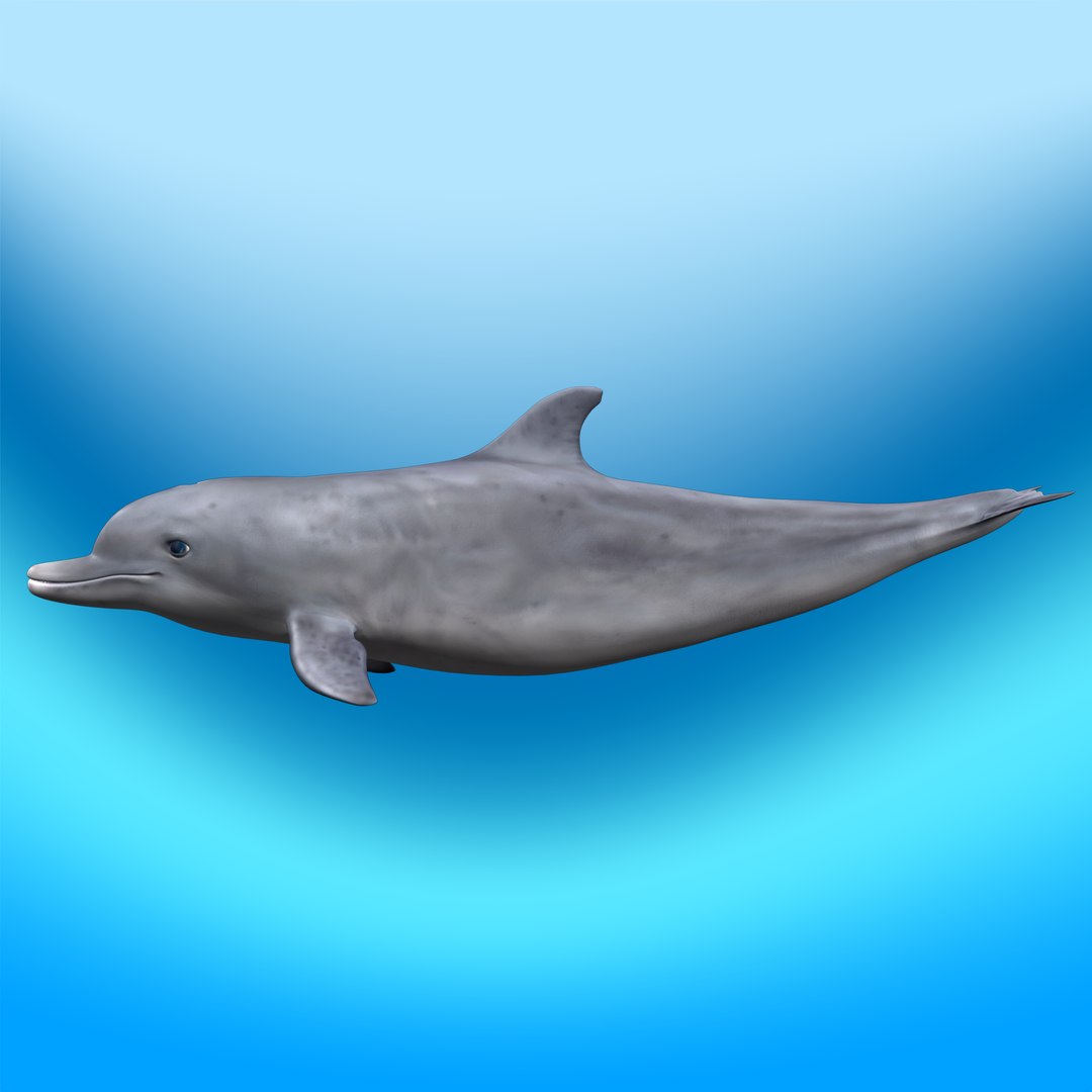 Dolphin Rigged Model - TurboSquid 2305945