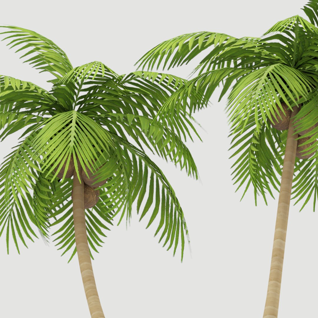 Coconut Tree Model - TurboSquid 1423030