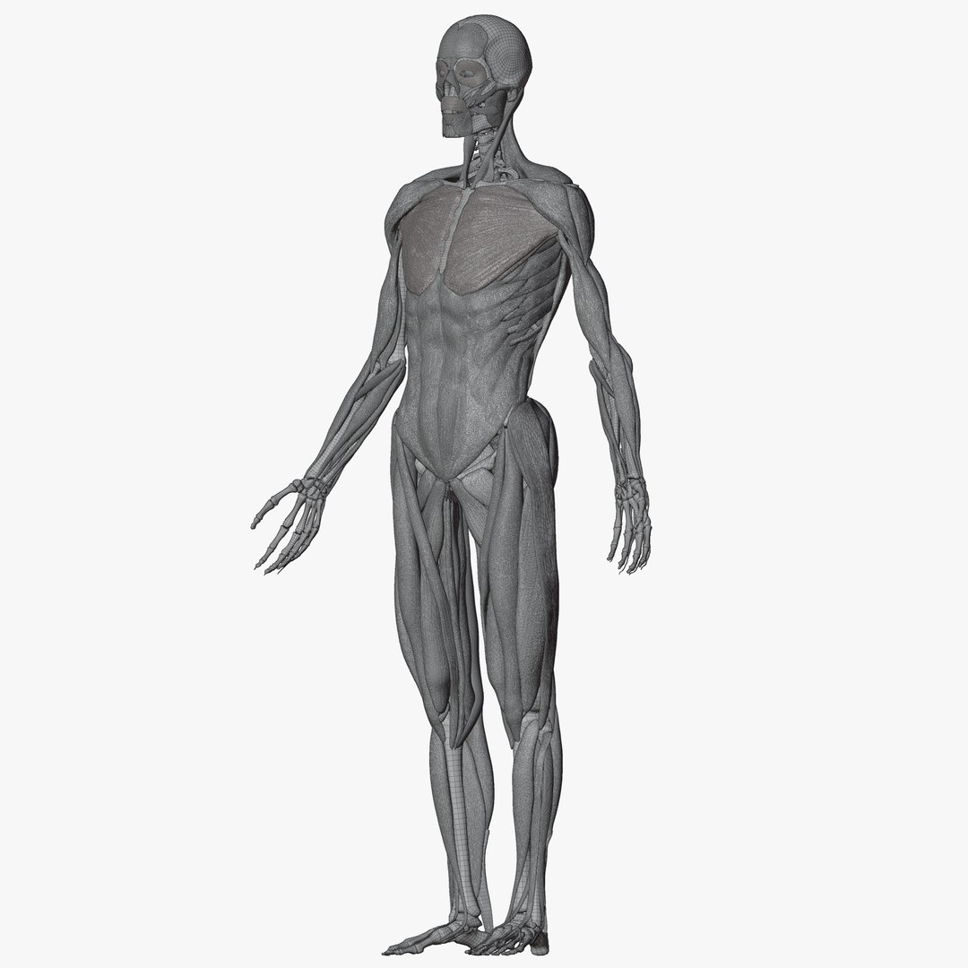 Male Skeleton and Muscles 3D - TurboSquid 2078173