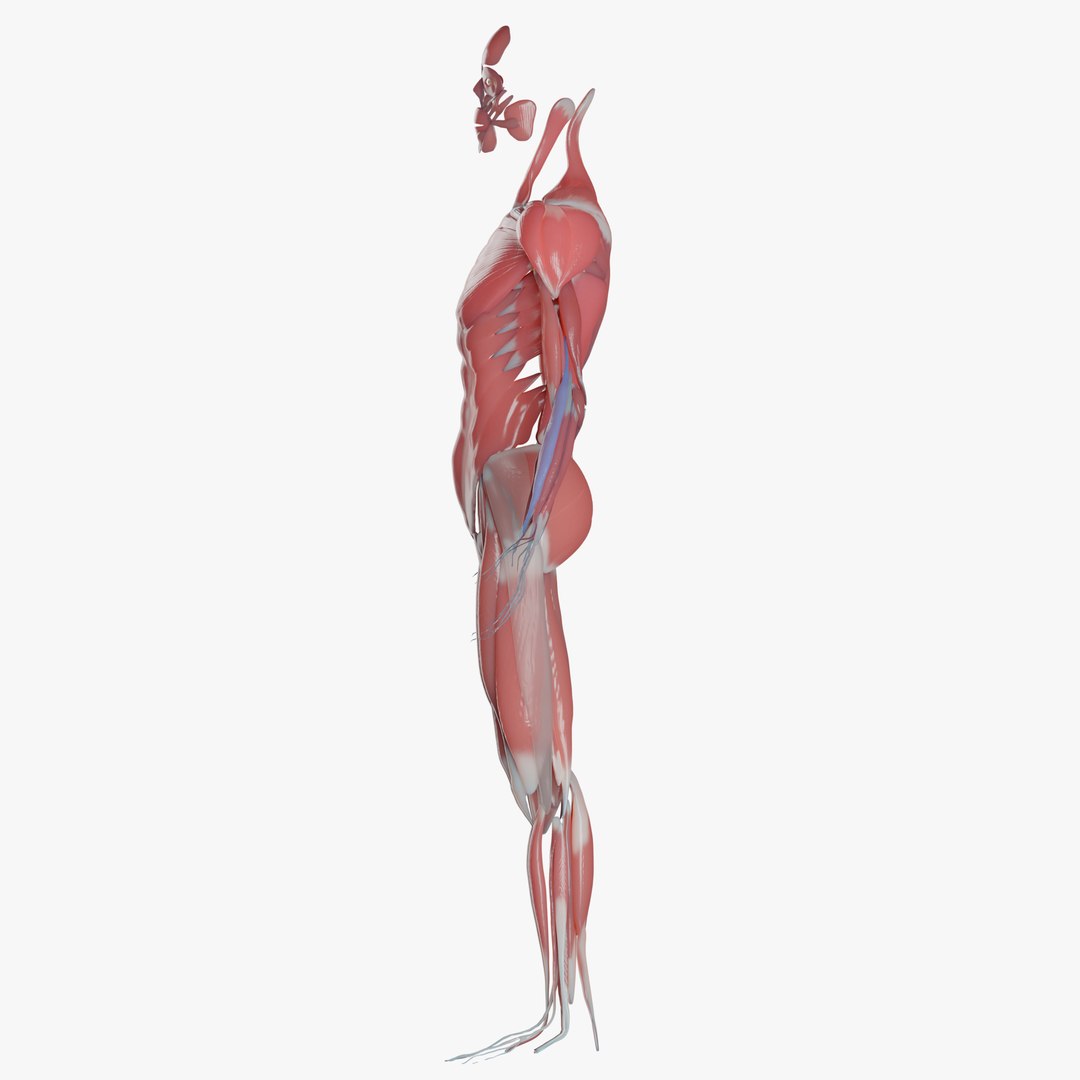 Male Skeleton and Muscles 3D - TurboSquid 2078173