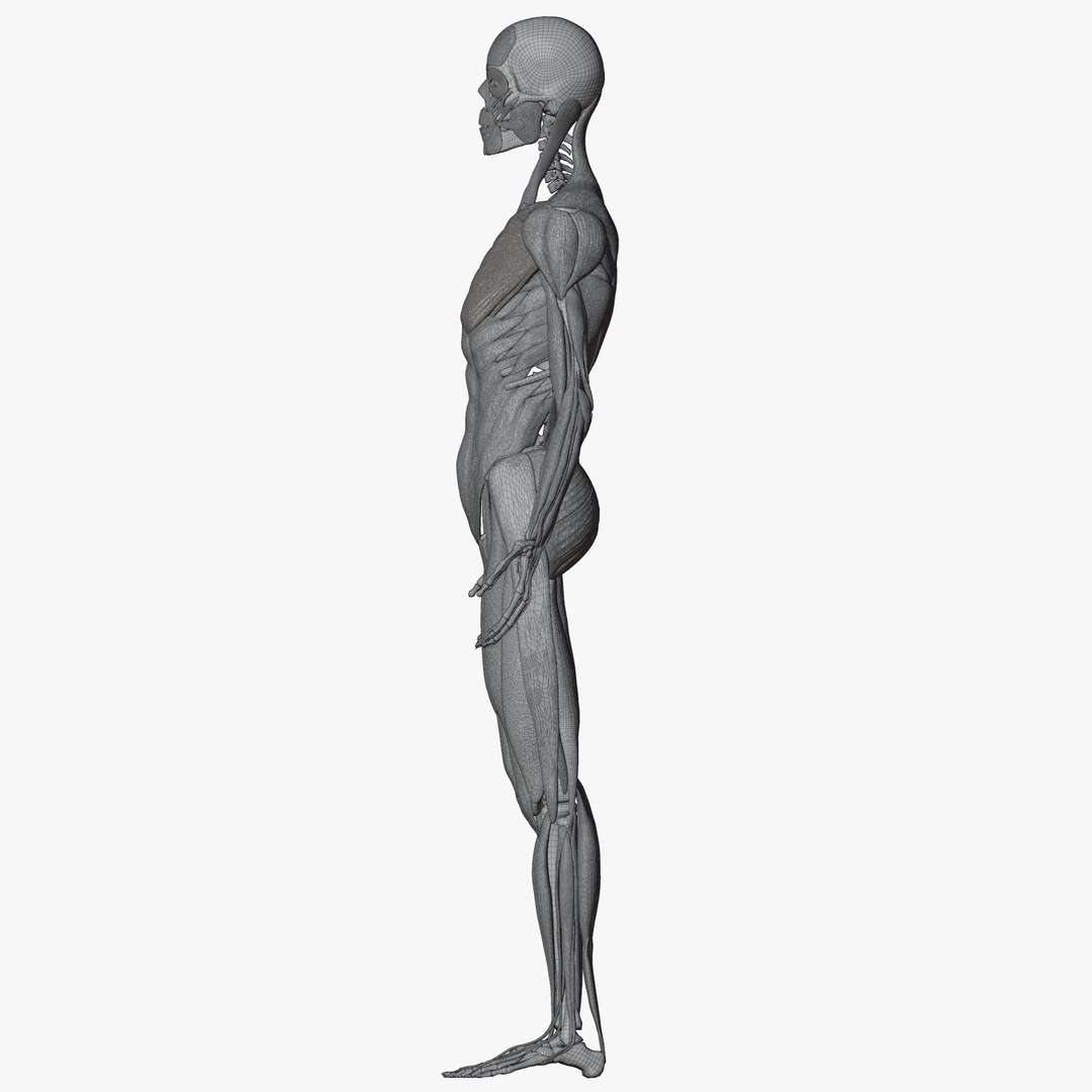 Male Skeleton and Muscles 3D - TurboSquid 2078173