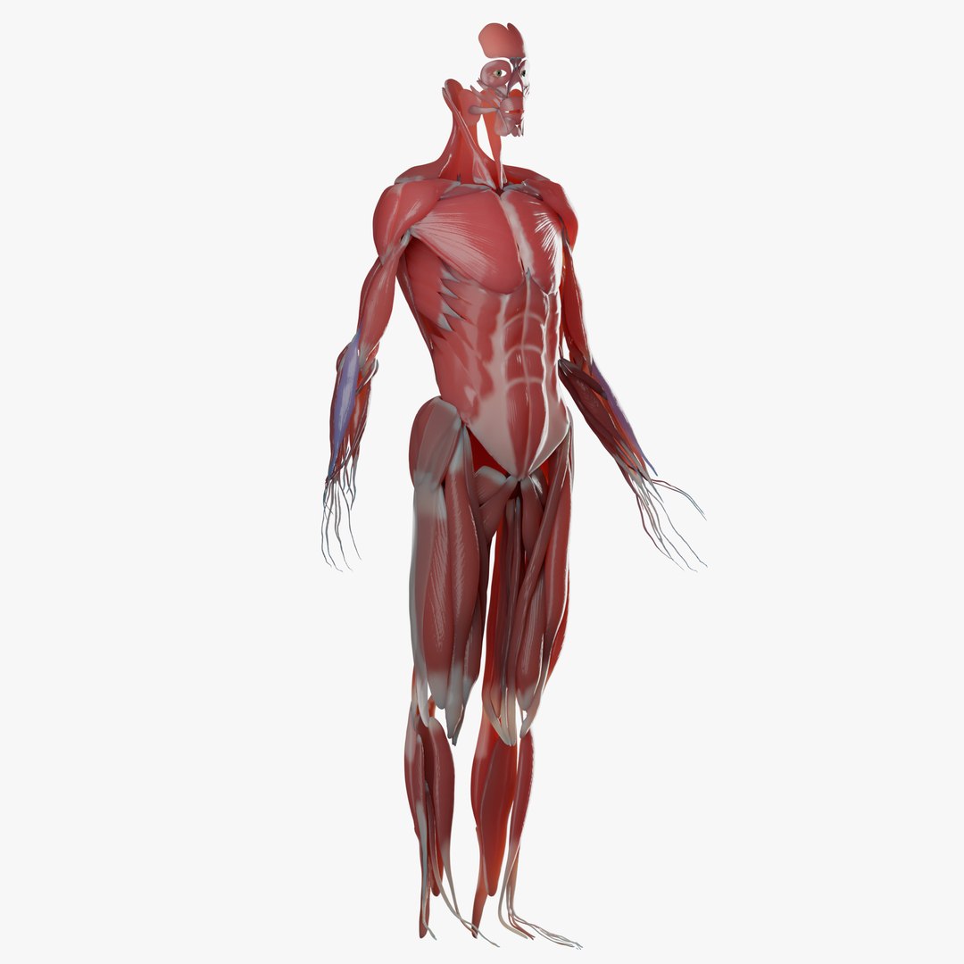 Male Skeleton and Muscles 3D - TurboSquid 2078173