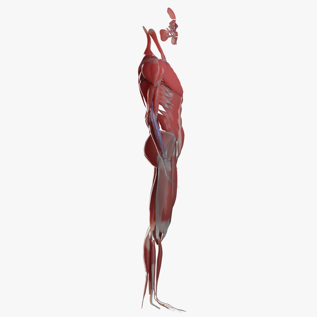 Male Skeleton and Muscles 3D - TurboSquid 2078173